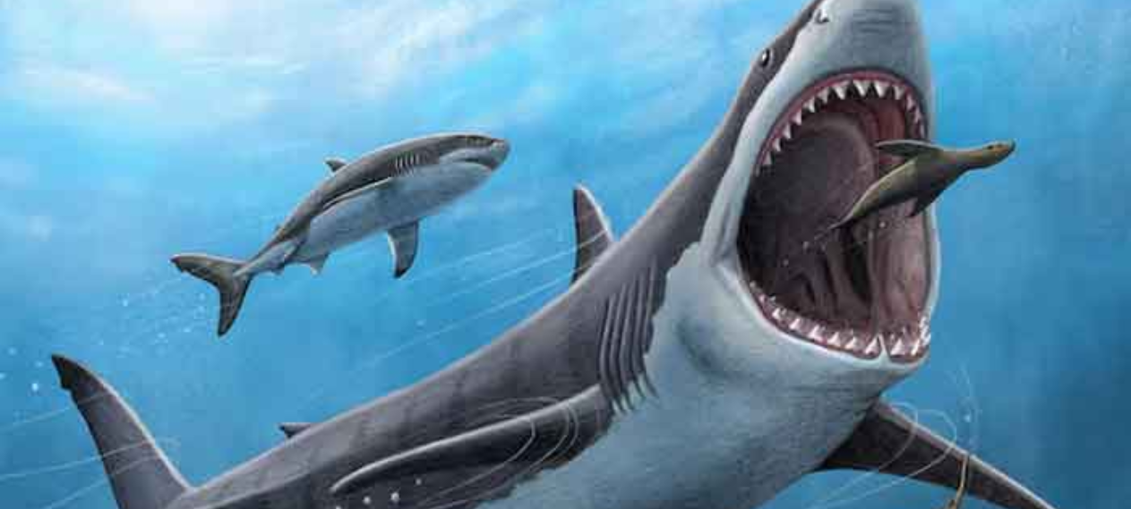 New Study Reveals Megalodon Could Have Reached 80 Feet in Length - The ...