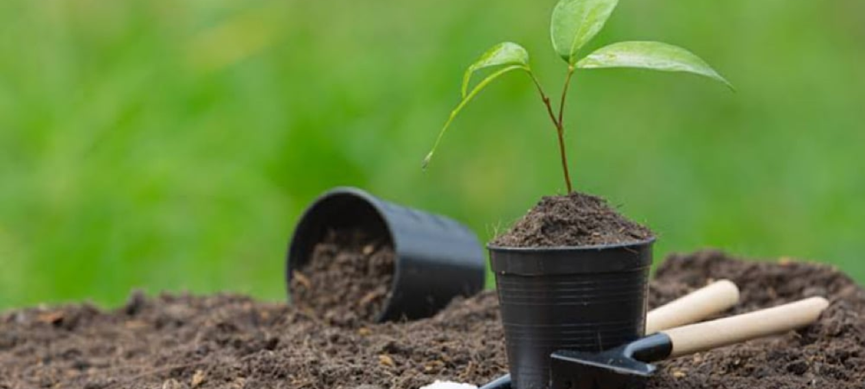Punjab Launches Massive Tree Plantation Drive to Combat Pollution and ...