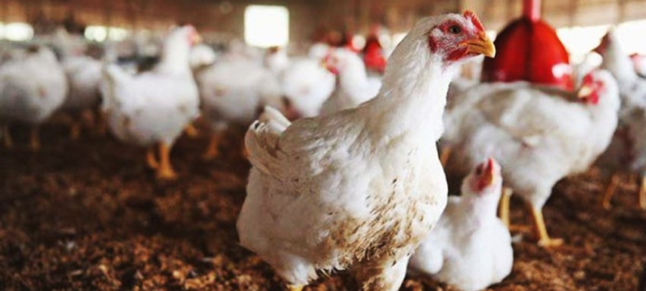 Chicken Meat Prices Surge Again in Lahore