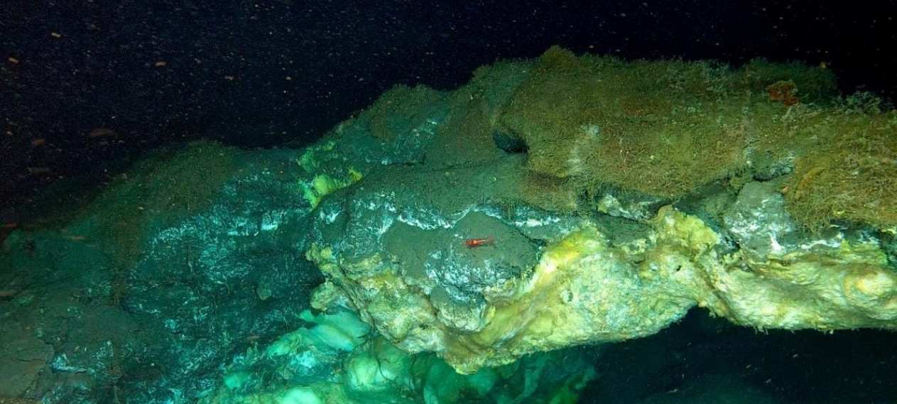 ‘Weird’ Marine Life Discovered Two Miles Under Arctic Ice