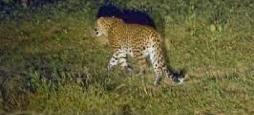 Leopard Spotted in Islamic University Islamabad
