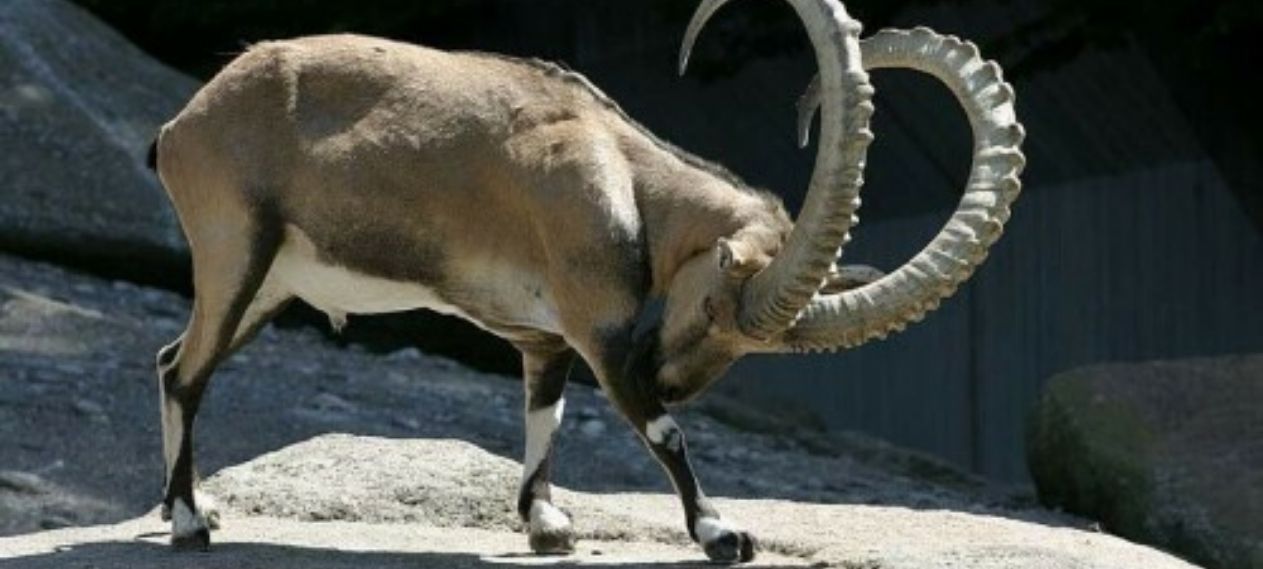 World’s Largest Markhor Sculpture Installed in Kaghan Valley